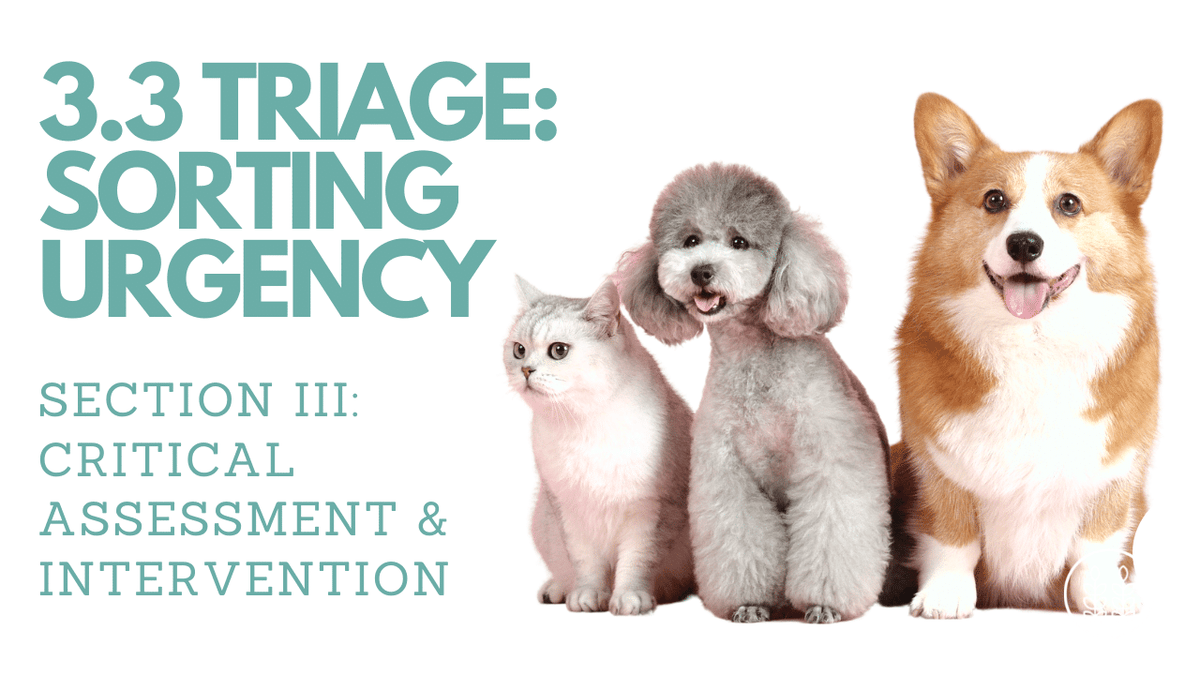 3.3 Triage: Sorting Urgency︱Pet First Aid Course – Twin Trees Vet ...