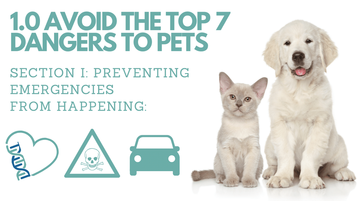 1.0 AVOIDING DANGERS AND HAZARDS︱Pet First Aid Course – Twin Trees Vet ...