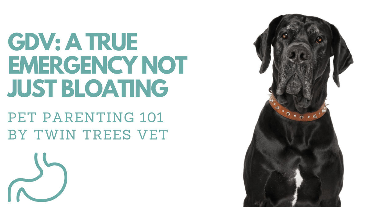 GDV: A TRUE EMERGENCY NOT JUST BLOATING – Twin Trees Vet (education)