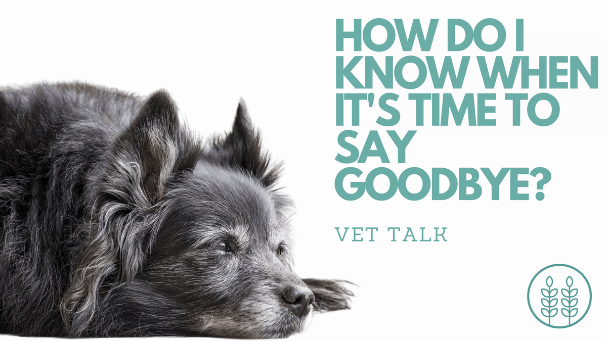 Q: How do I know when it is time to say goodbye? – Twin Trees Vet ...