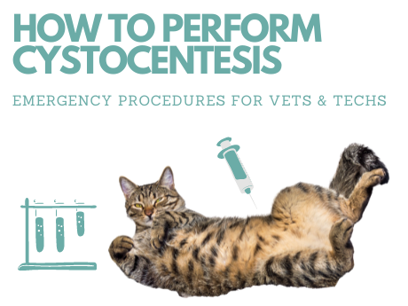 How to Perform Cystocentesis – Twin Trees Vet (education)