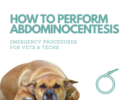 How to Perform Abdominocentesis – Twin Trees Vet (education)