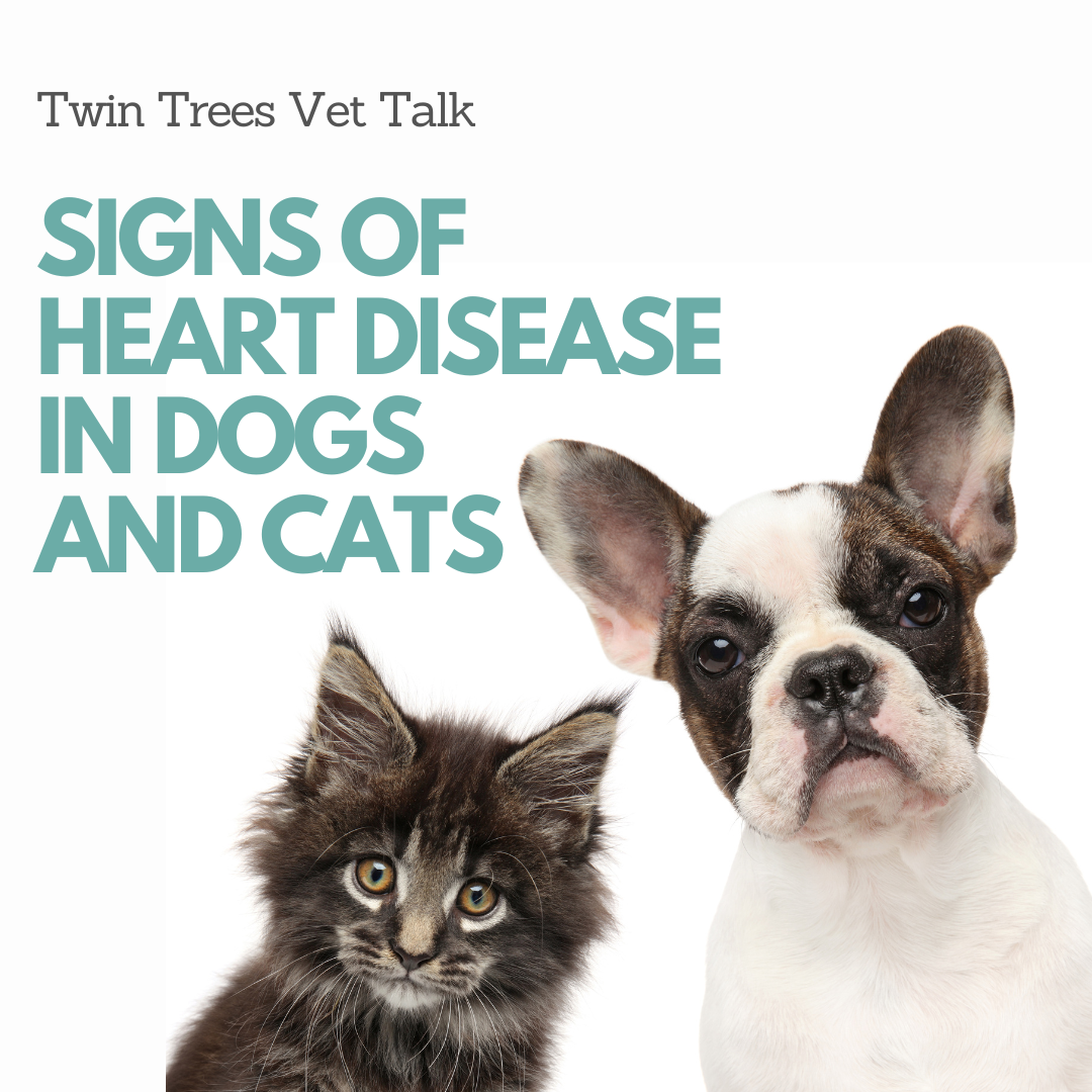 Signs Of Heart Disease In Dogs And Cats │ Twin Trees Vet Talk (FREE VE ...