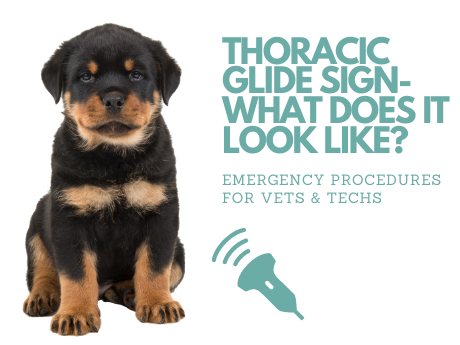 Thoracic Glide Sign- What Does It Look Like? – Twin Trees Vet (education)