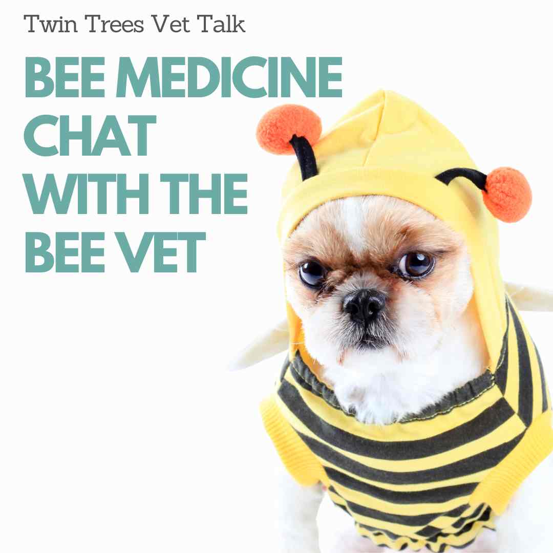 Chatting Bee Medicine With The Bee Veterinarian | Twin Trees Vet Talk ...