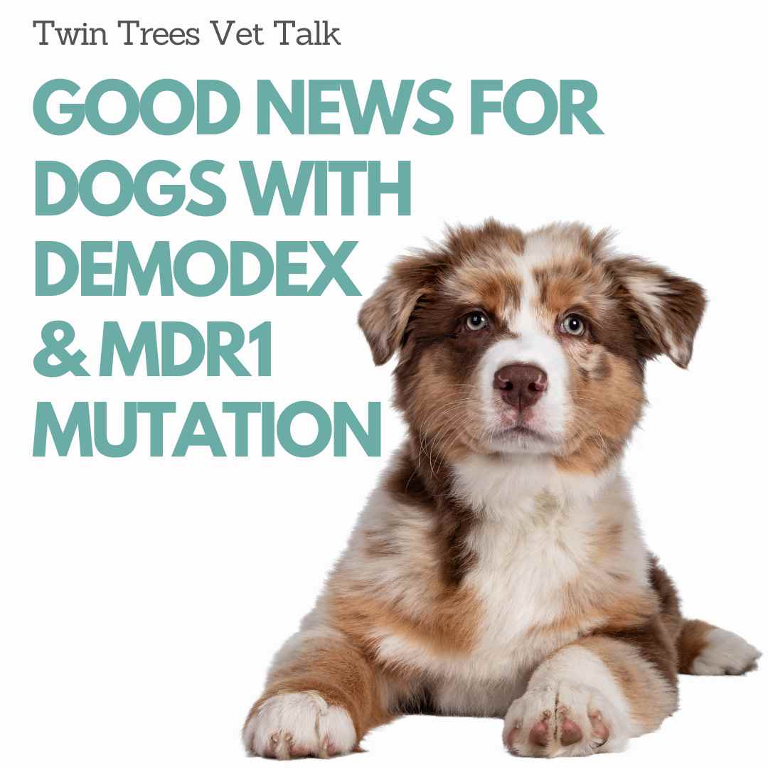 Good news for dogs with demodex and MDR1 mutation (collies, shepherds ...